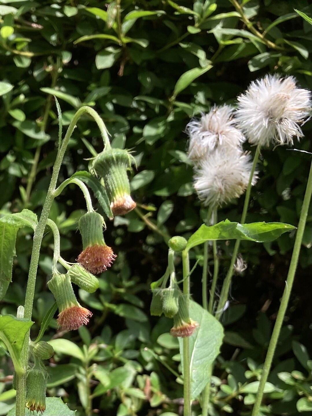 満濃池森林公園 9月 / tairaさんの四国遍路その19の活動データ | YAMAP / ヤマップ