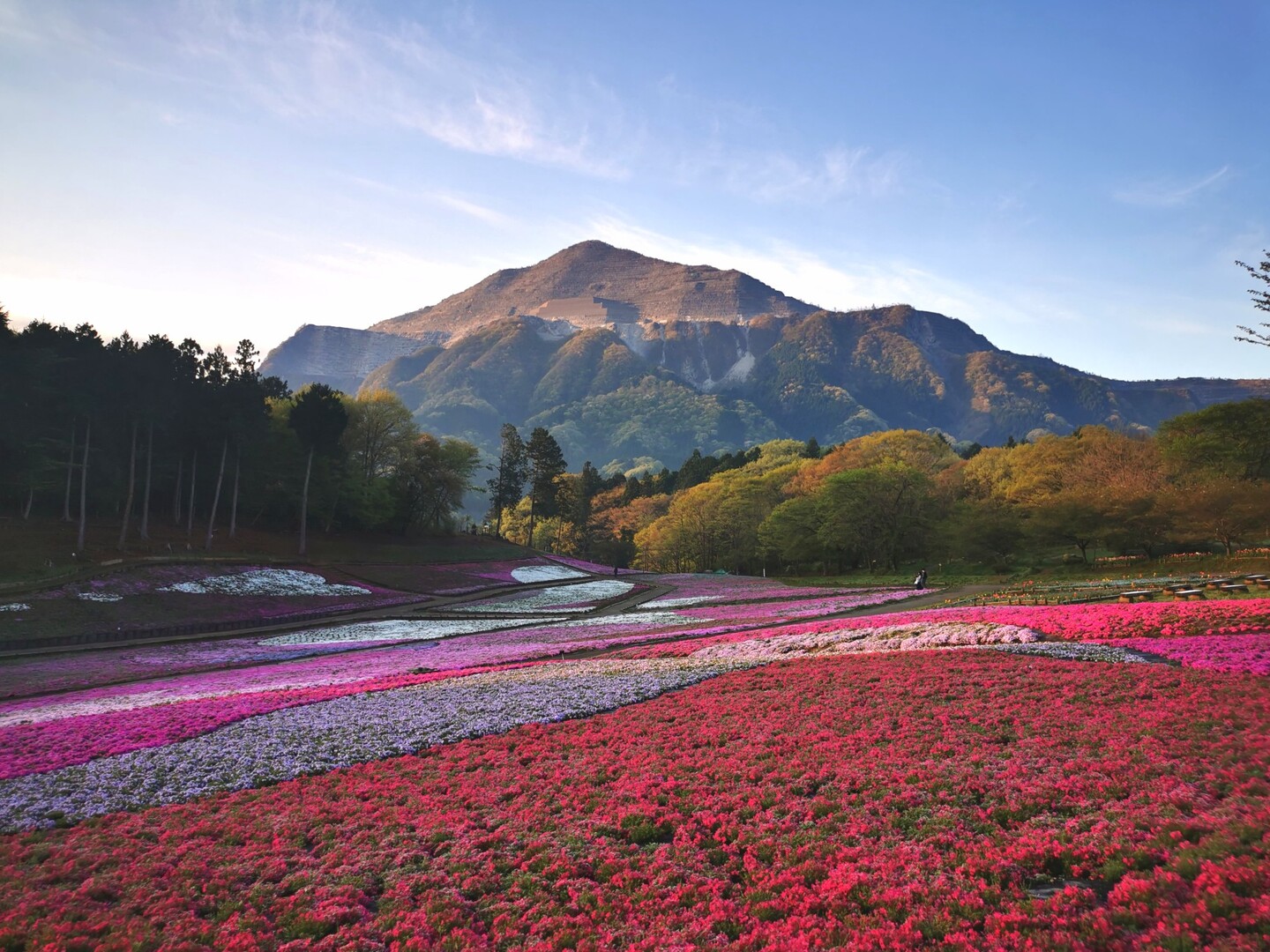 春の武甲山&芝桜 / Sarahさんの武甲山・伊豆ヶ岳・小持山の活動データ | YAMAP / ヤマップ