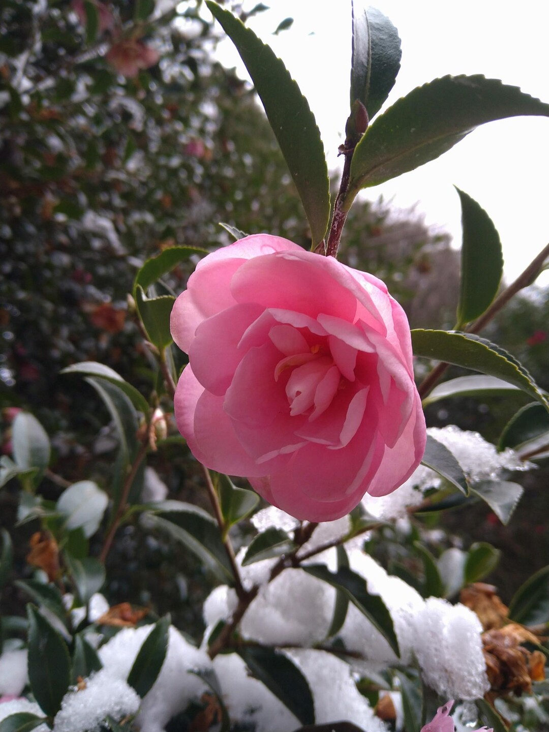 鬼ノ鼻山・聖岳・弁天山・福寿山 / PINEさんの鬼ノ鼻山・聖岳・両子山の活動データ | YAMAP / ヤマップ