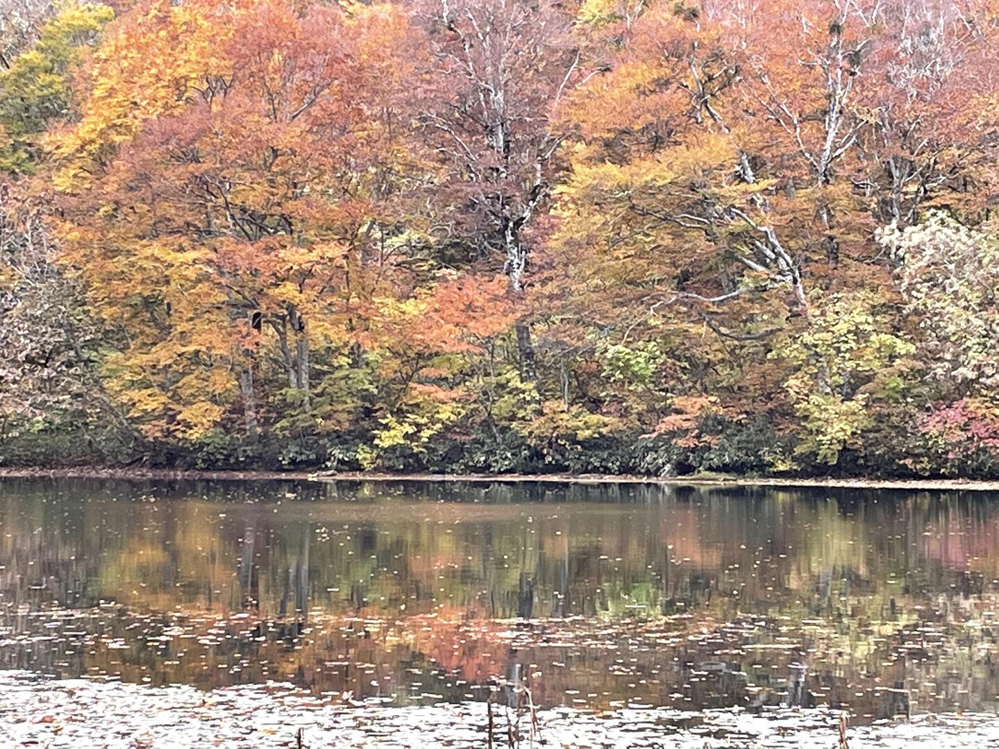 経ヶ岳・法恩寺山-2022-11-01 / おにがだけさんの経ヶ岳・法恩寺山の活動データ | YAMAP / ヤマップ