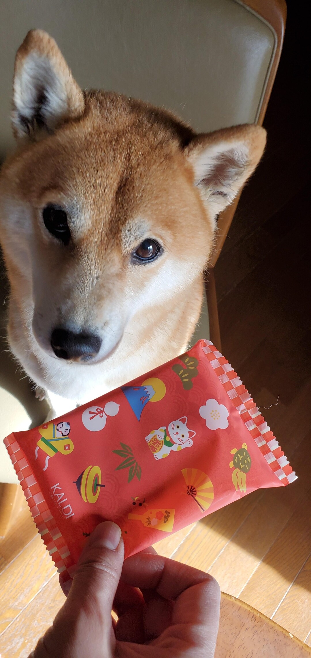 久しぶりに長等山まで / damens さんの比良山地・武奈ヶ岳・釈迦岳の活動データ | YAMAP / ヤマップ