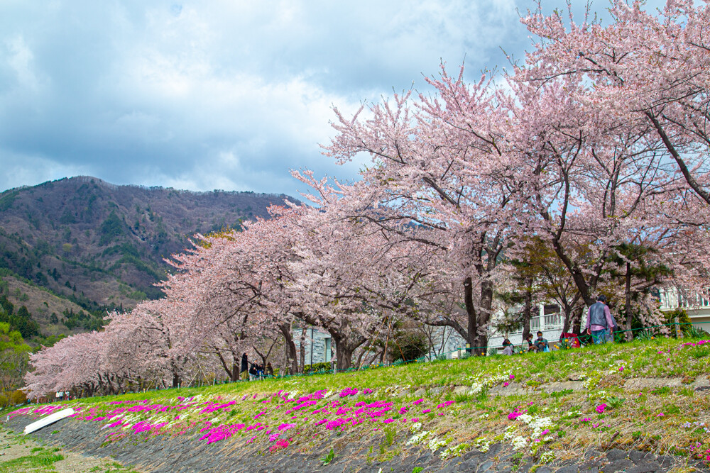 天気予報で晴れマークだった日に桜の見納め... / Kei2022さんのモーメント | YAMAP / ヤマップ