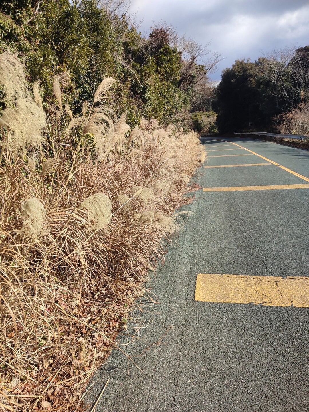Jog & 桑谷山#142 / つっちいさんの遠望峰山・桑谷山・聖山の活動データ | YAMAP / ヤマップ