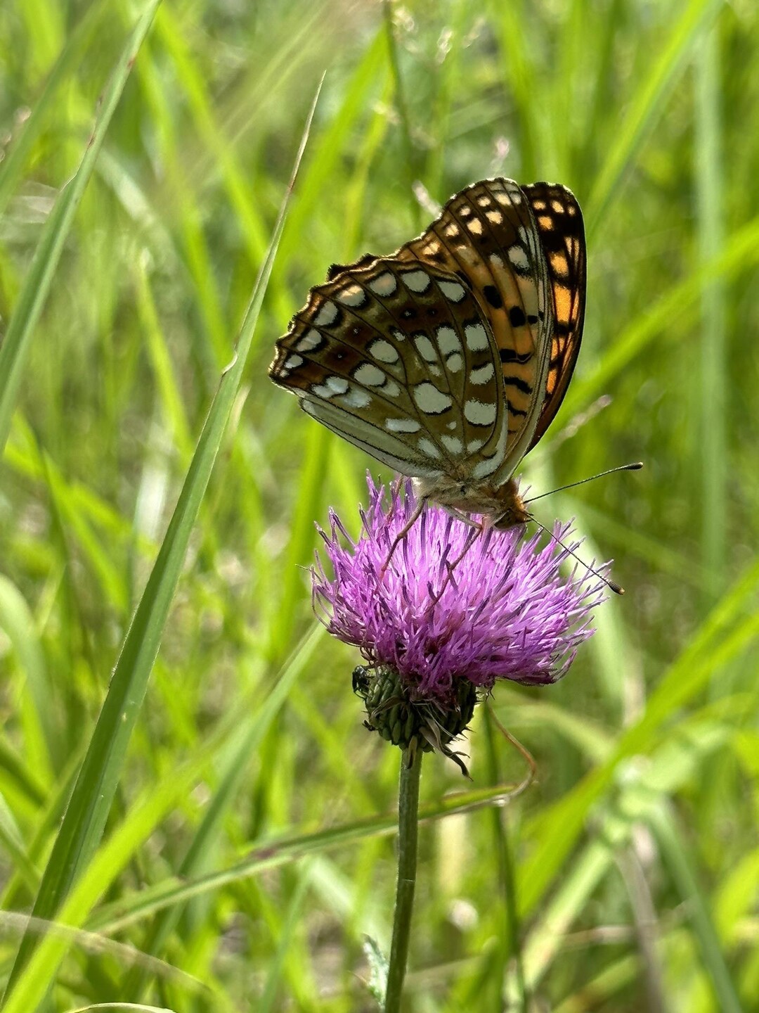 Princess of Mt.Cat 👸 ️d(￣ ￣) / いずも野さんの猫山の活動データ | YAMAP / ヤマップ