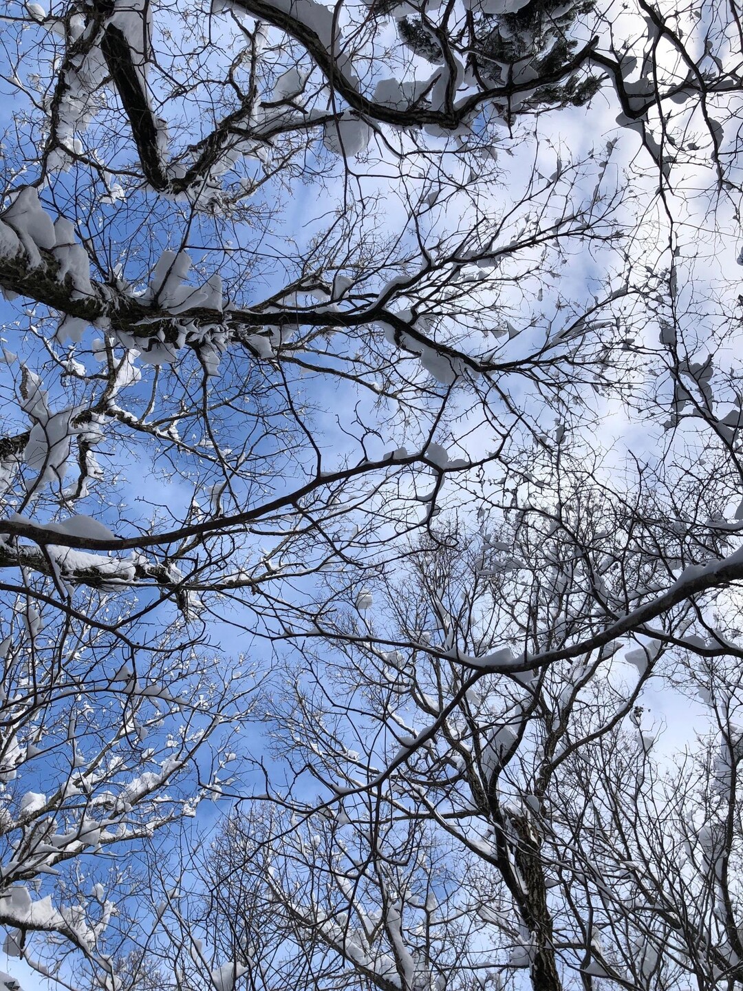 片平山・角田山（長者原山） / kkoさんの角田山の活動データ | YAMAP / ヤマップ