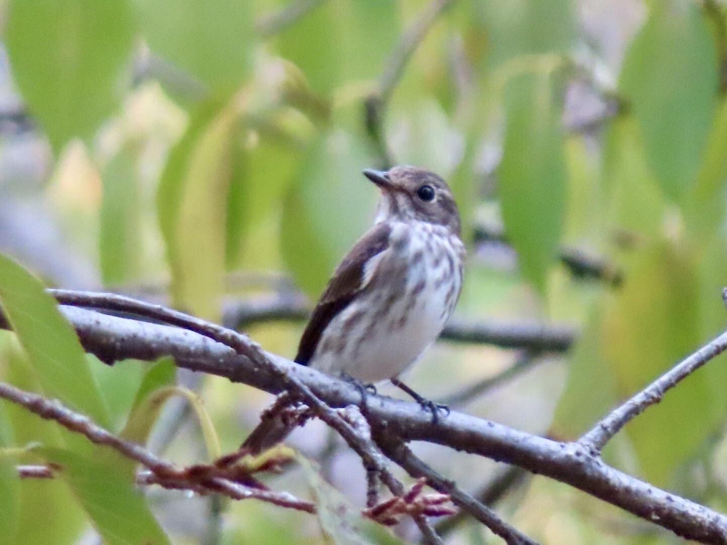 長居植物園で鳥類フィールドワーク ＆ ソロ鳥活 ️ / otaksaさんの大阪市の活動データ | YAMAP / ヤマップ