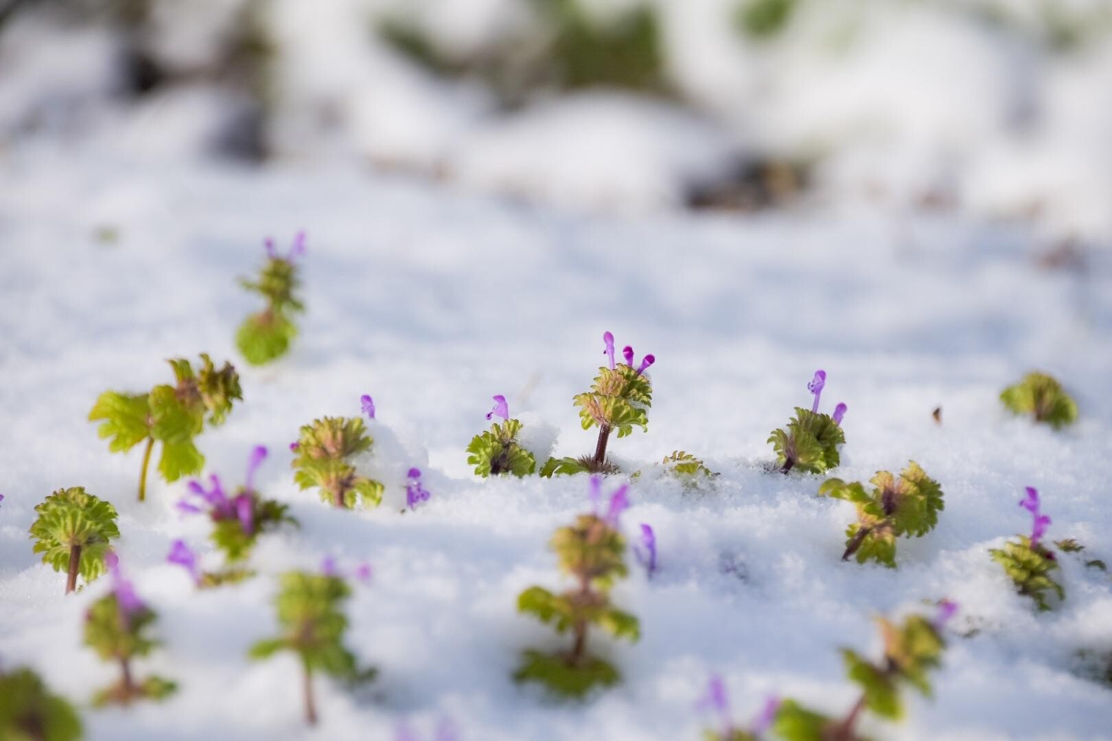 今日はずーっと前から寒波を予想してお休み... / kawaさんのモーメント | YAMAP / ヤマップ