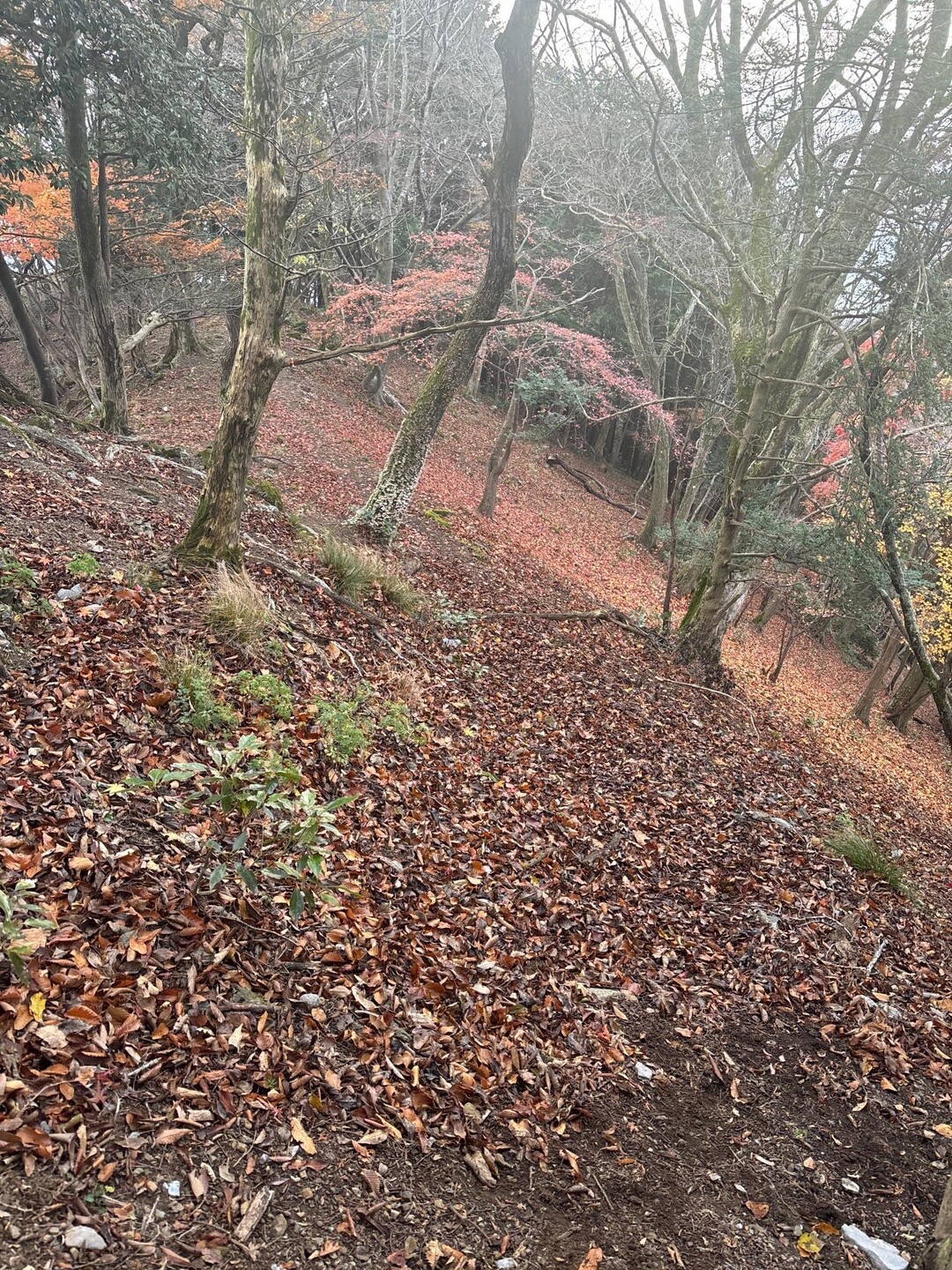 ﾊｯﾋﾟｰ٩(ˊᗜˋ*)وreiさんの投稿したフィールドメモ | YAMAP / ヤマップ