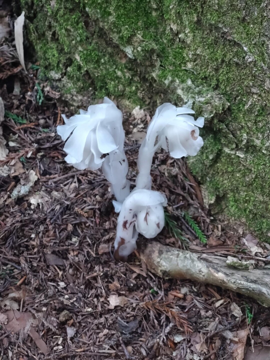 showのページ | YAMAP / ヤマップ