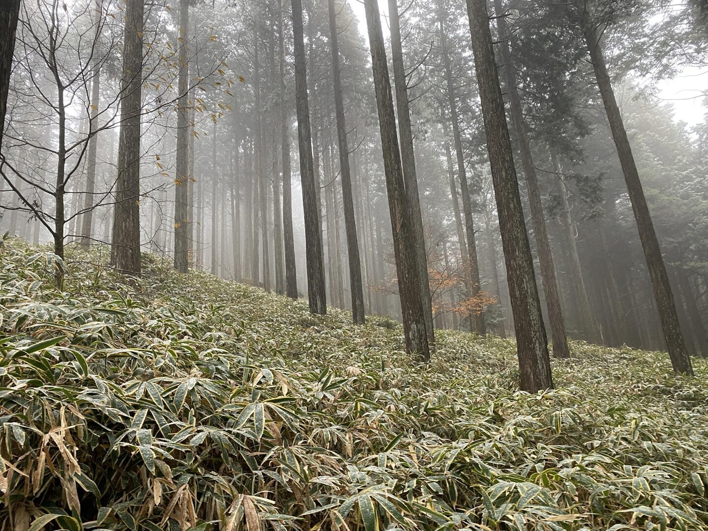 笠置山 / やまこさんの笠置山の活動データ | YAMAP / ヤマップ