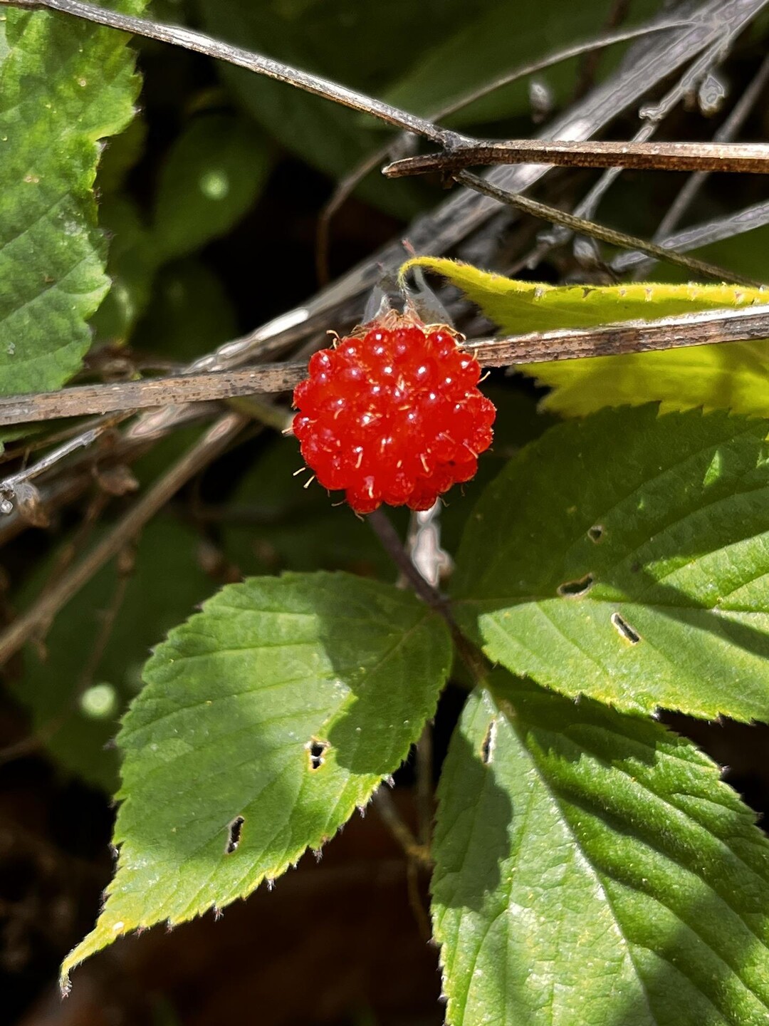 高山-2023-05-04 / hiromiさんの鳶ガ巣山・王城の活動データ | YAMAP / ヤマップ