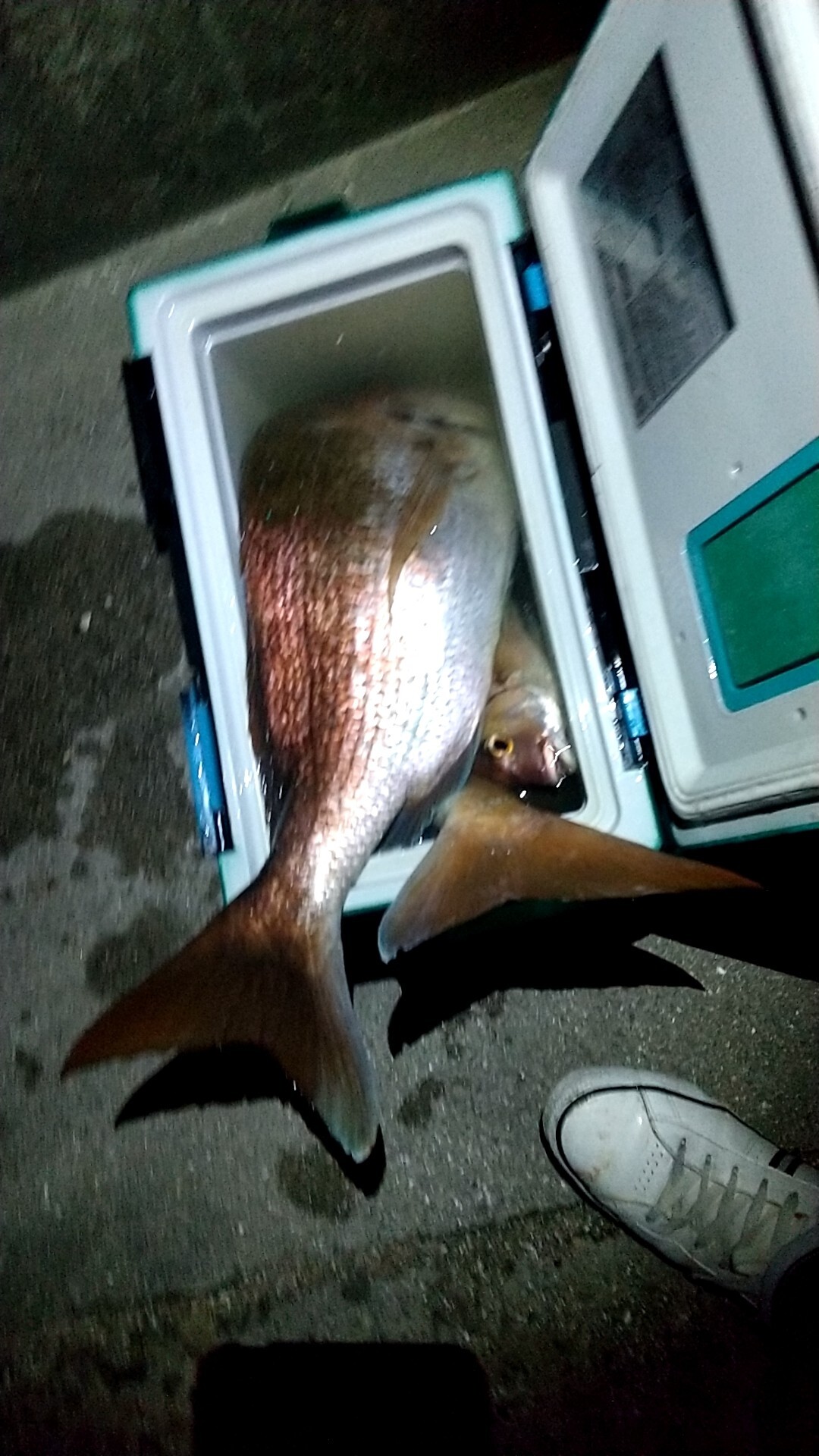 最近、山に行けずに他の趣味を満喫🎵 釣... / N-CMPさんのモーメント | YAMAP / ヤマップ