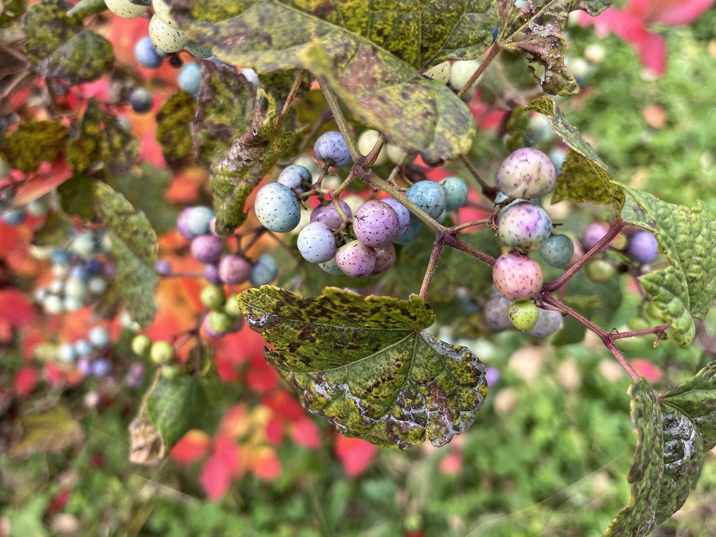 散歩中に見つけた紅葉🍁と花 きれいな色... / jittaさんのモーメント | YAMAP / ヤマップ