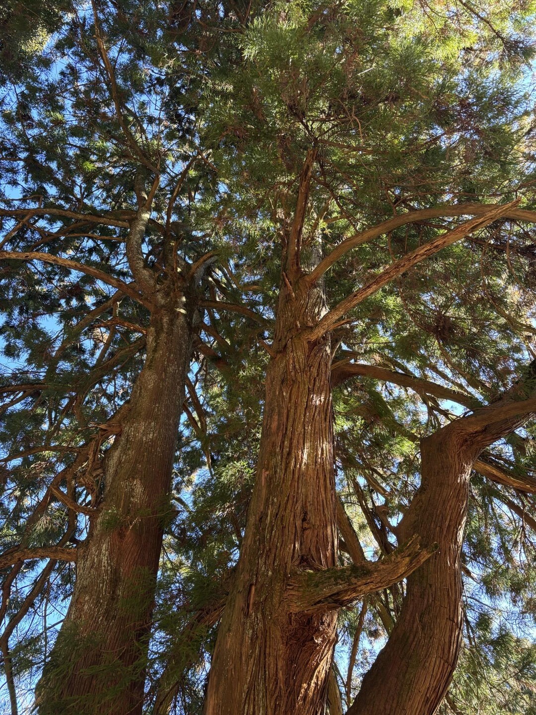 大山初詣 / Kossyさんの大山の活動データ | YAMAP / ヤマップ