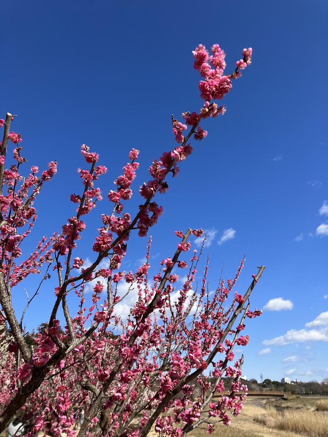 偕楽園の梅の花🌸20230226 / 8Man.GTさんのウォーキングの活動日記 | YAMAP / ヤマップ