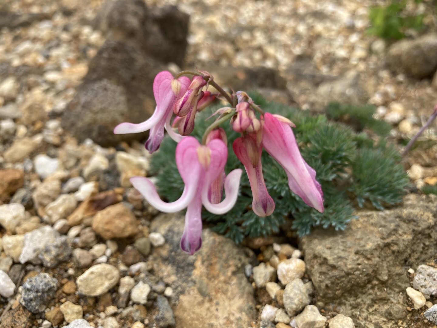 蔵王(熊野岳)、お釜、刈田岳6/26 / tairaさんの蔵王山・雁戸山・不忘山の活動データ | YAMAP / ヤマップ