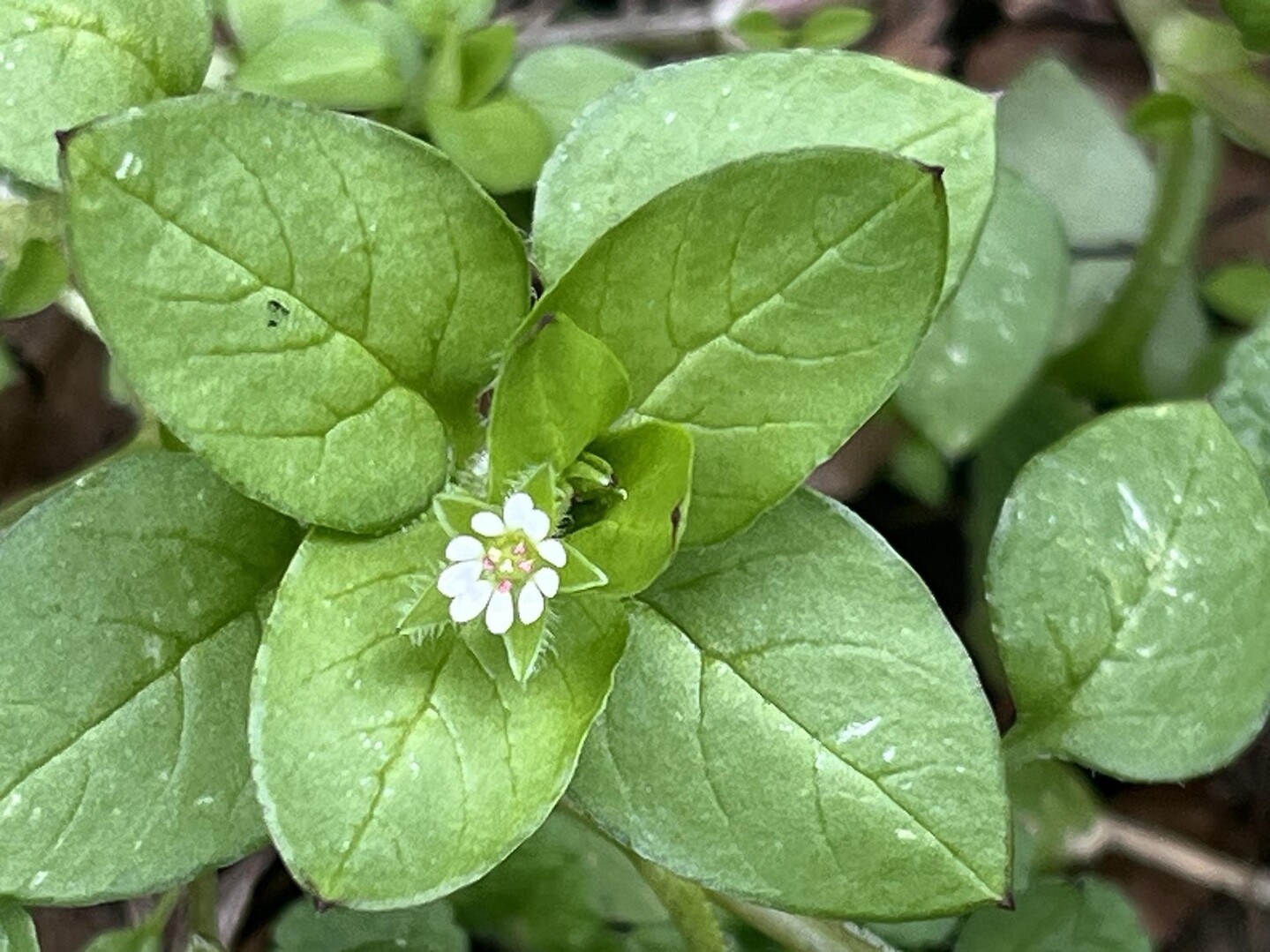 南向山 くまこ ﹡ˆᴗˆ﹡ さんの坂井市の活動データ Yamap ヤマップ