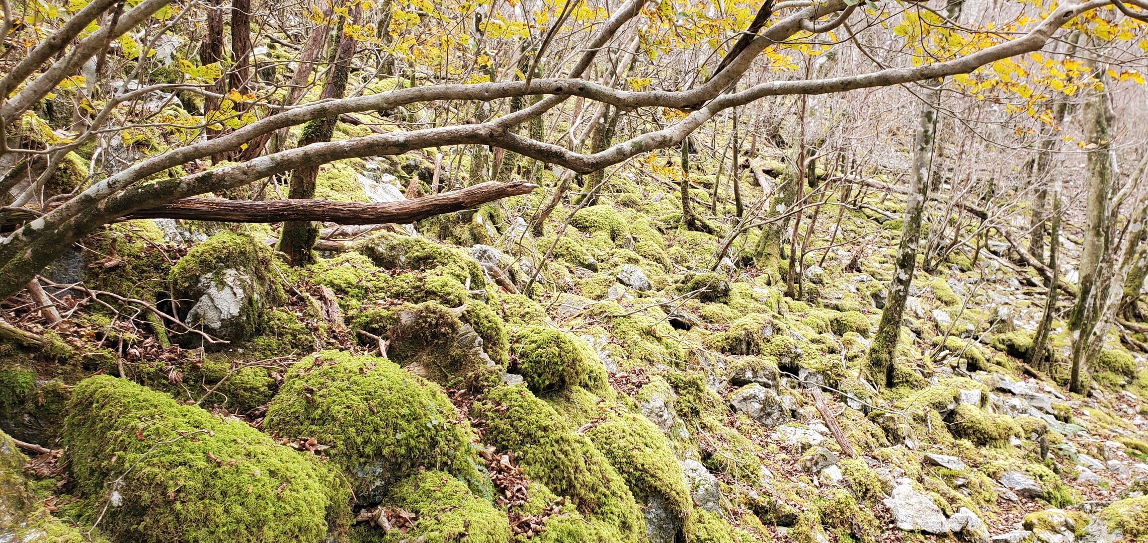 shimaさんの投稿したフィールドメモ | YAMAP / ヤマップ