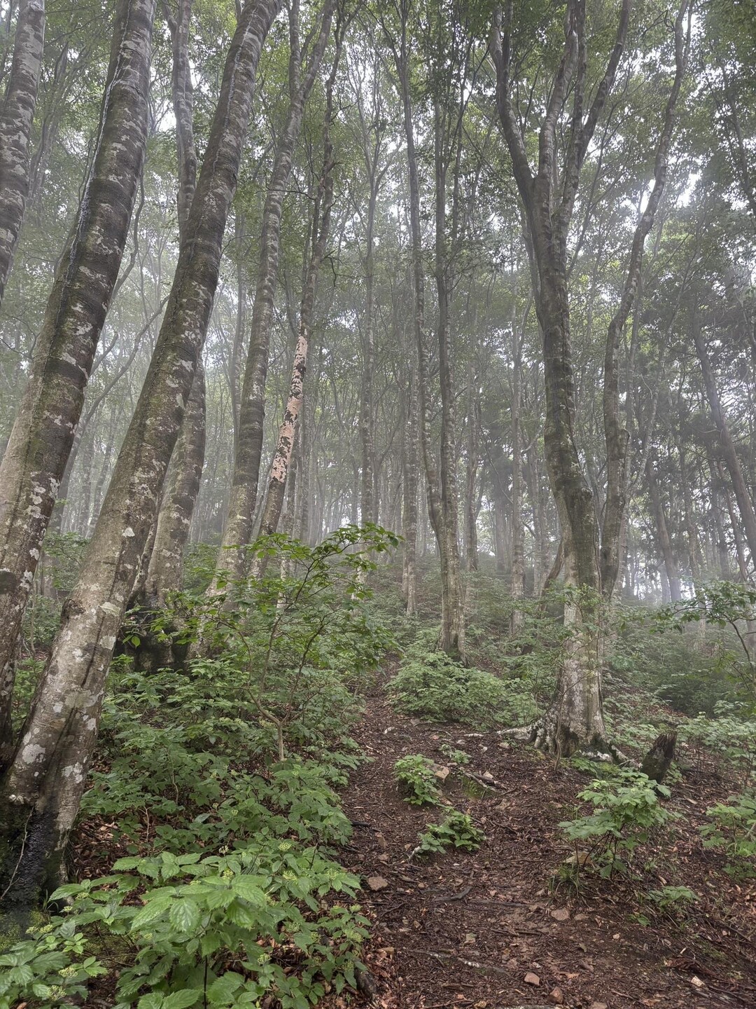 雨の野坂岳☔️ / パンちゃんさんの野坂岳の活動データ | YAMAP / ヤマップ