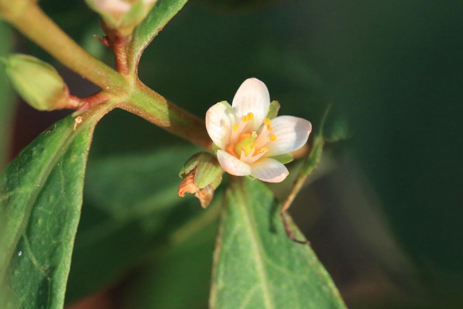 吉賀池湿地でミズオトギリに出逢う💕 / dante99さんの東海道五十三次（宮宿・桑名宿）の活動データ | YAMAP / ヤマップ