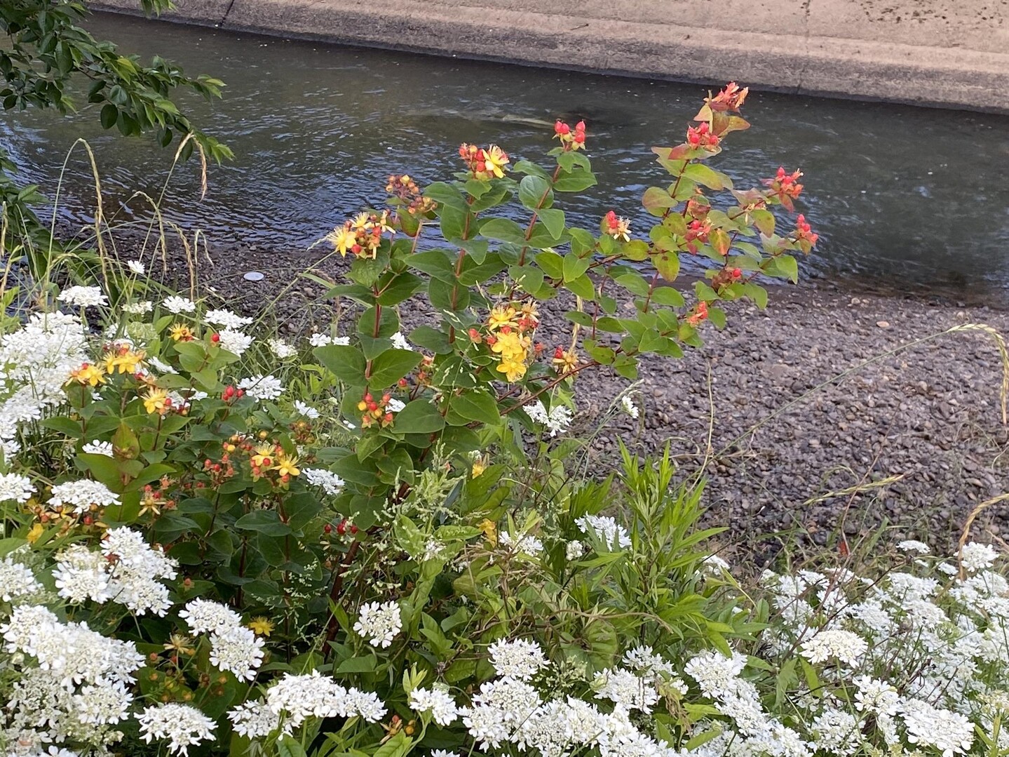 ウォーキング-2024-05-25 / meshiさんのウォーキングの活動日記 | YAMAP / ヤマップ