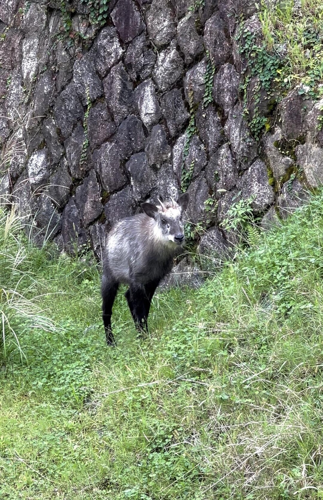 朝からカモシカ見ました！ この日は湯の山... / Mt.Gさんのモーメント | YAMAP / ヤマップ