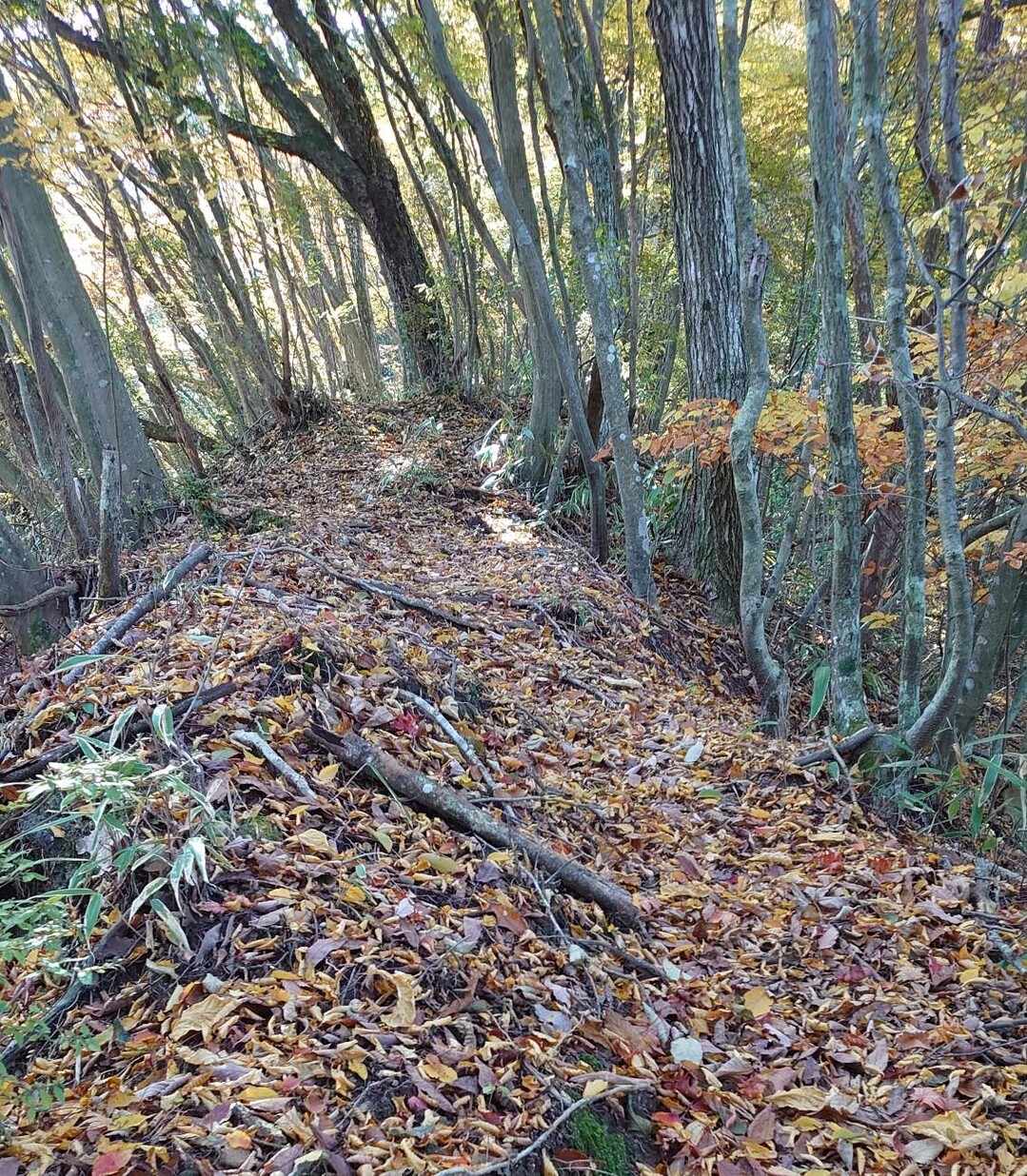 中尾丿背から金剛山😃 / たぬきちさんの金剛山・二上山・大和葛城山の活動データ | YAMAP / ヤマップ