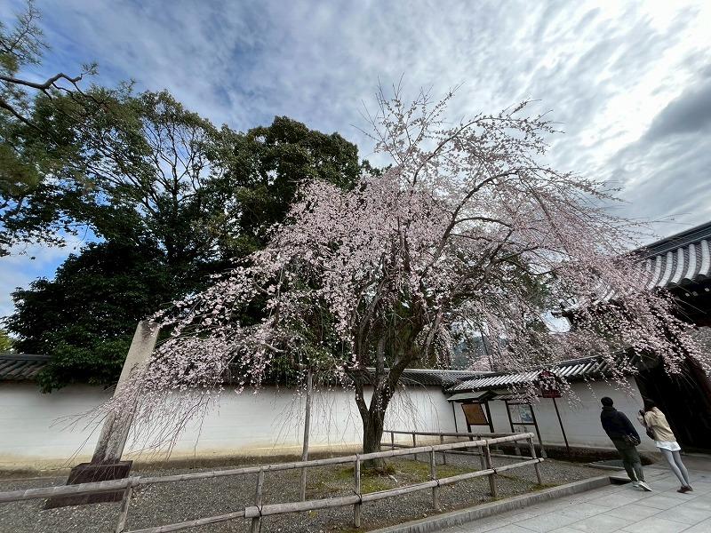 醍醐山 お花見とお茶会 https://... / 京都趣味登山会さんのモーメント | YAMAP / ヤマップ