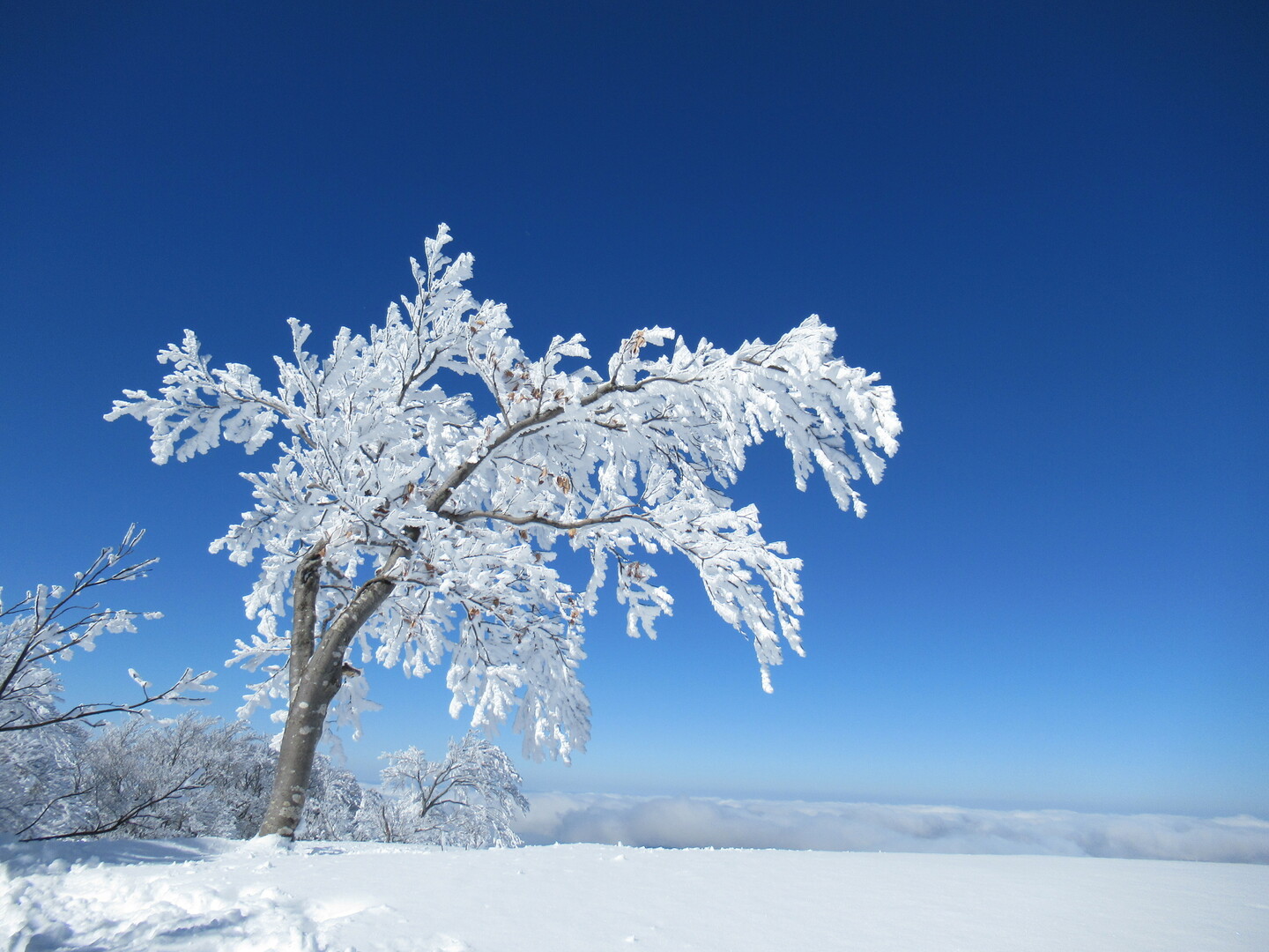 銀杏峯 ～雪の美術館へLet's Go！～ / むんどさんの銀杏峰・部子山の活動データ | YAMAP / ヤマップ