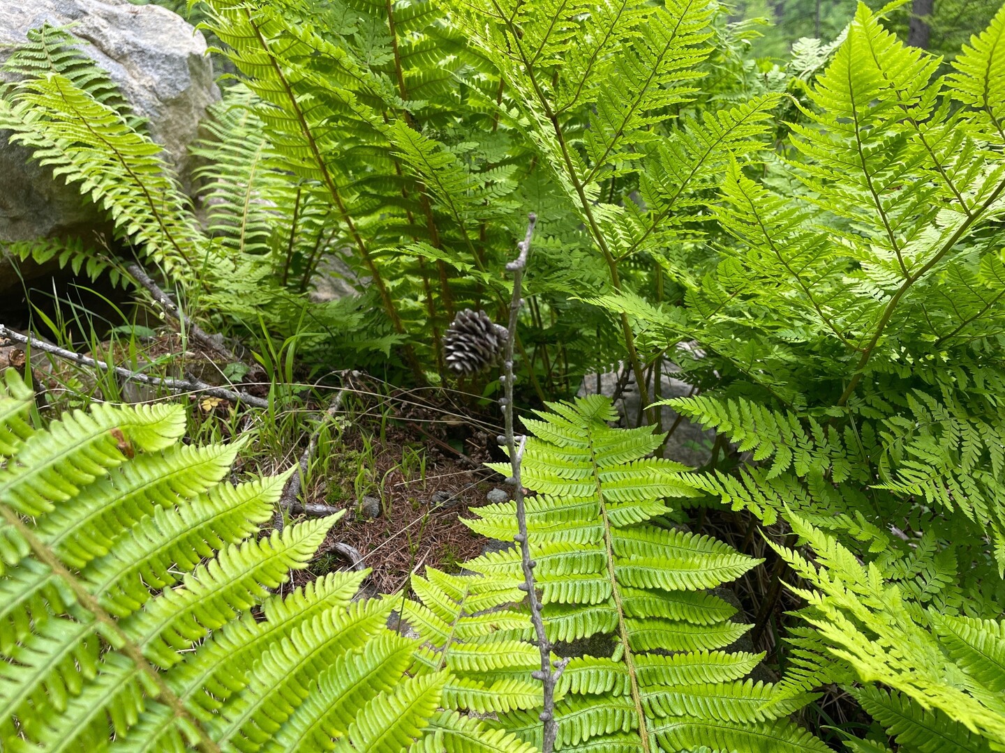 硫黄岳（みどり池・本沢温泉） / 八ヶ岳（赤岳・硫黄岳・天狗岳）の写真6枚目 | YAMAP / ヤマップ