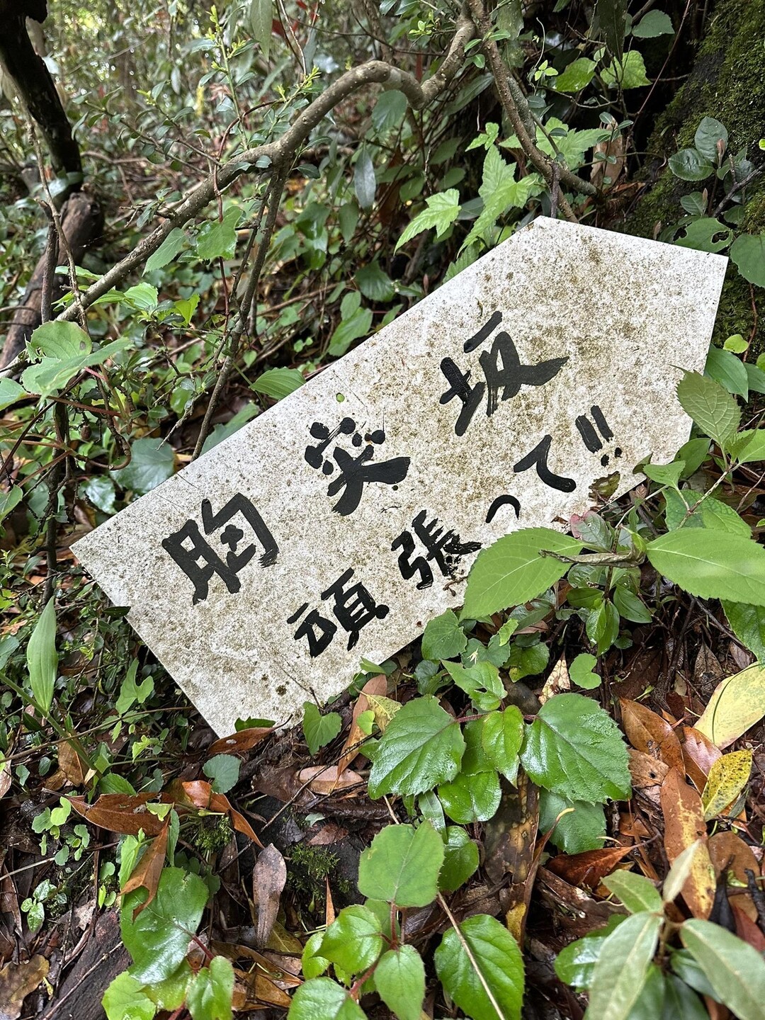雨後の京羅木山💧 / SKYさんの京羅木山・星上山の活動データ | YAMAP / ヤマップ