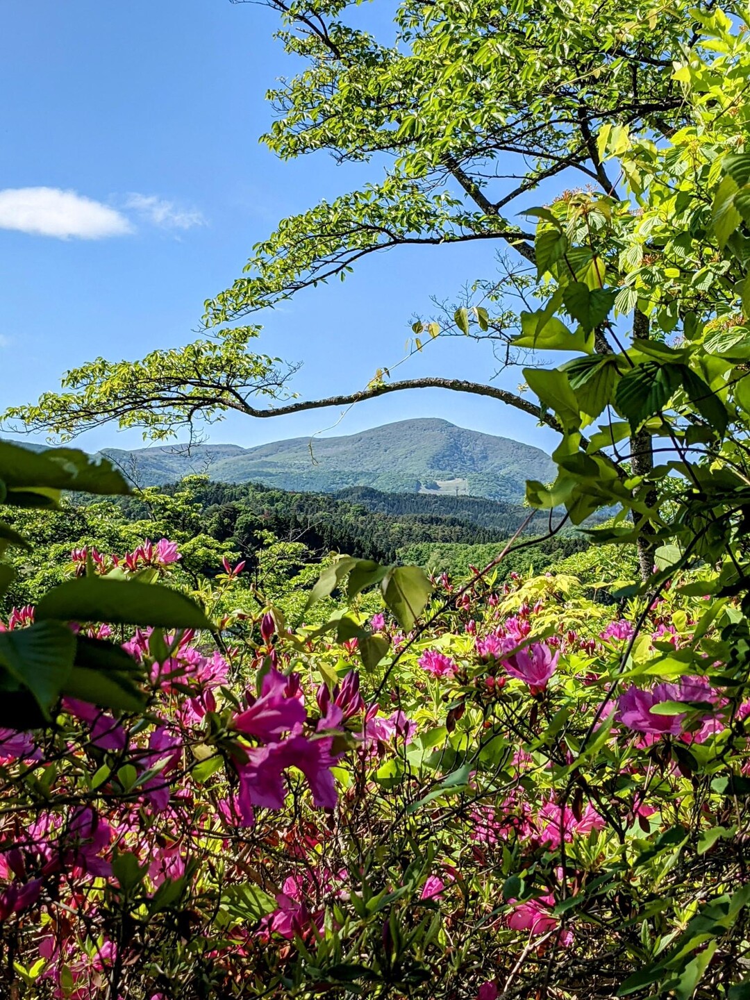 七北田ダム湖方面へ山菜を取りに行き、山の... / yugohさんのモーメント | YAMAP / ヤマップ