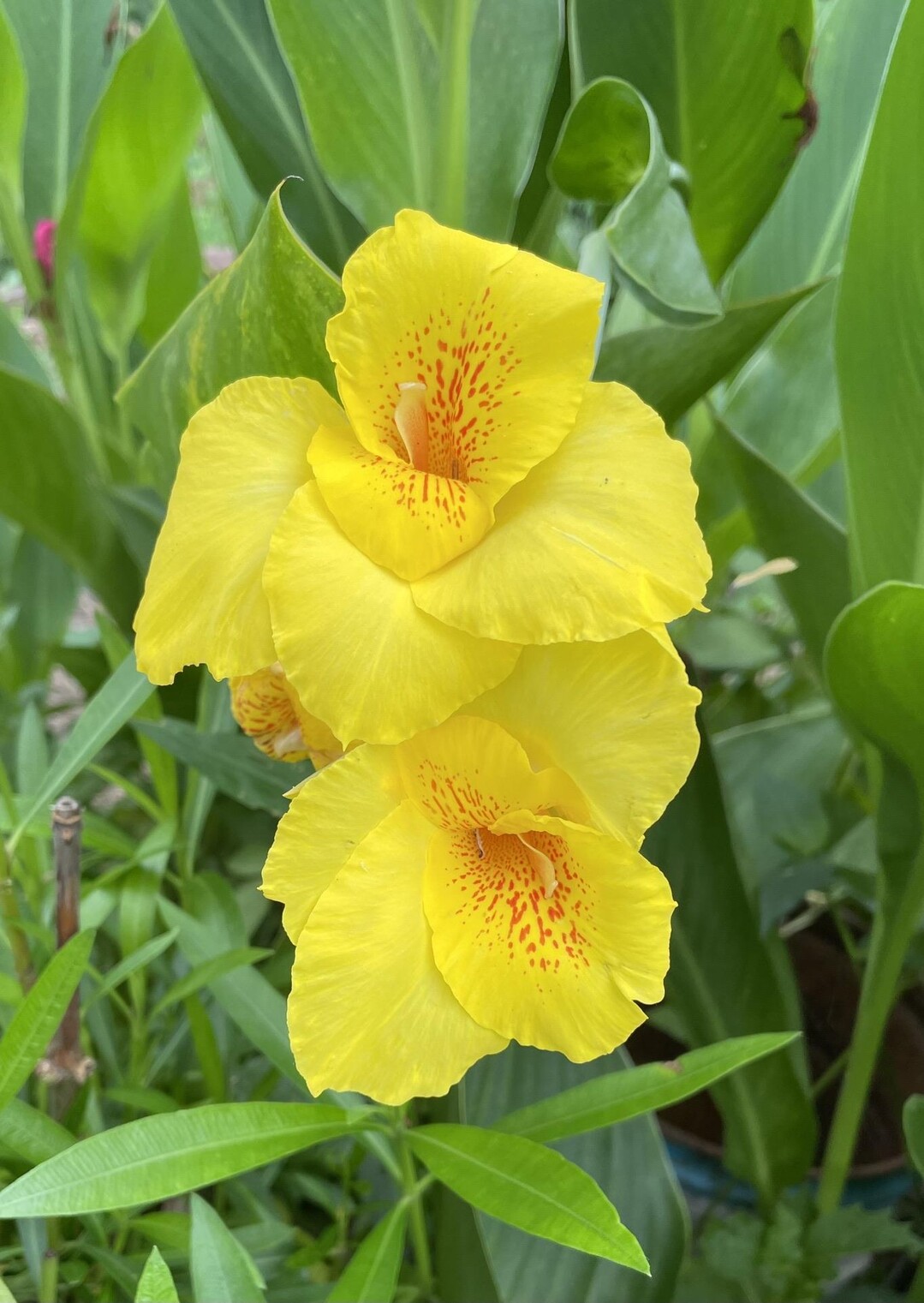 入間川河川敷 / ken-3さんの狭山市の活動データ | YAMAP / ヤマップ