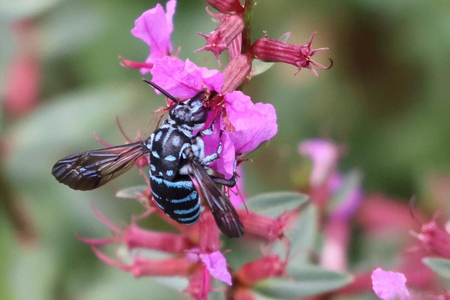 幸運を！ブルービーに願いを！ / miippさんの九重山（久住山）・大船山・星生山の活動データ | YAMAP / ヤマップ