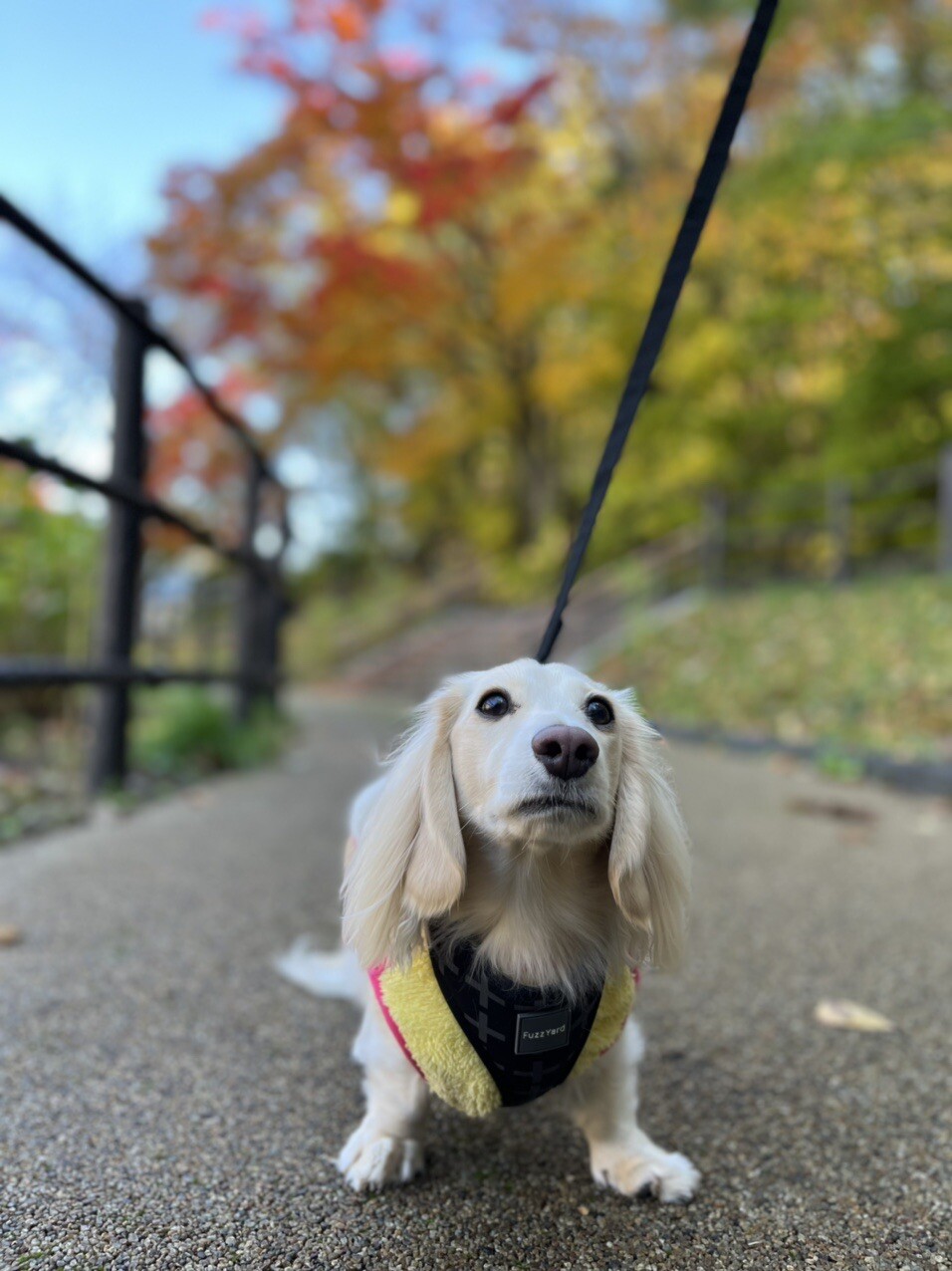 月寒公園お散歩 / さくらモコ太朗さんのウォーキングの活動データ | YAMAP / ヤマップ