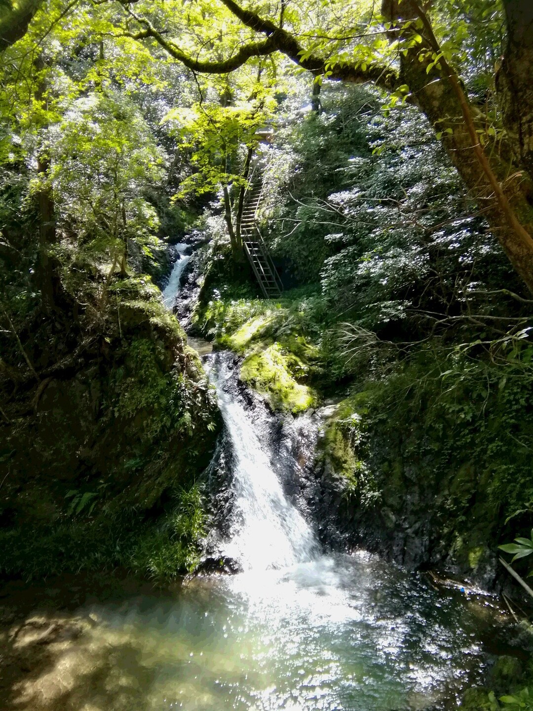 高知市北山 七ツ淵 / 高知市の写真34枚目 | YAMAP / ヤマップ