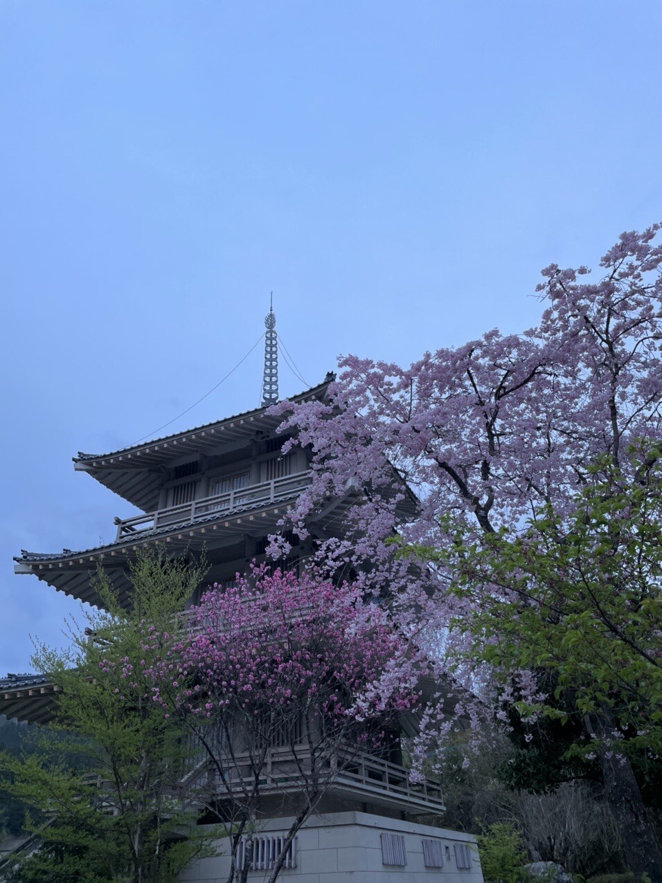 仕事終わりからの花見ラン🌸 浄泉寺の枝... / マリさんのモーメント | YAMAP / ヤマップ