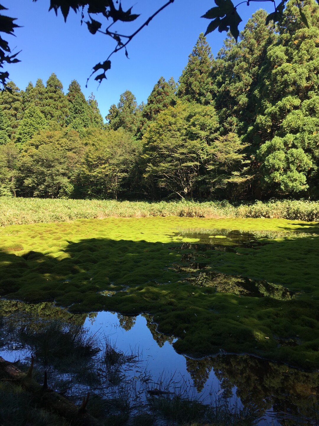二度目ましての神の庭 / Rincoさんの瓶ヶ森・伊予富士の活動データ | YAMAP / ヤマップ