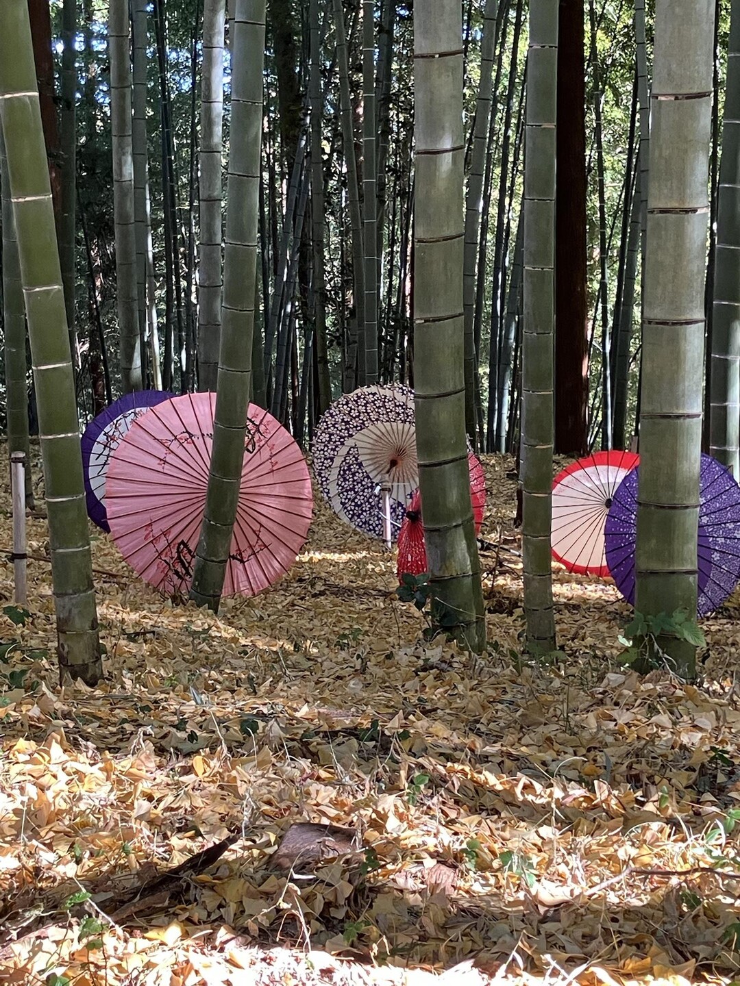 子の権現〜竹寺〜さわらびの湯♨️ / ゆかり⭐︎さんの関八州見晴台の活動データ | YAMAP / ヤマップ