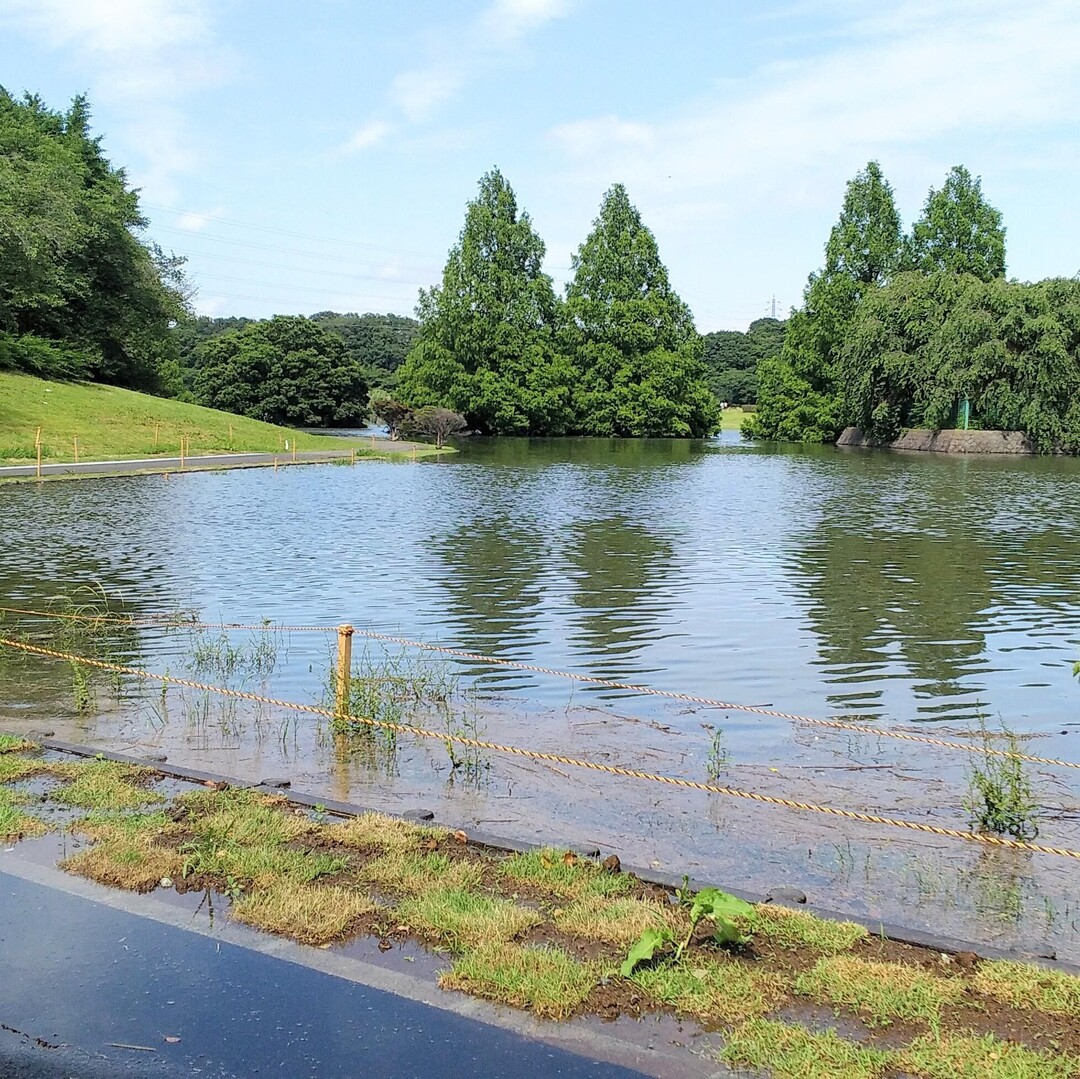 大宮第二公園が水没⁉️さいたま市 / 山chieさんのウォーキングの活動データ | YAMAP / ヤマップ