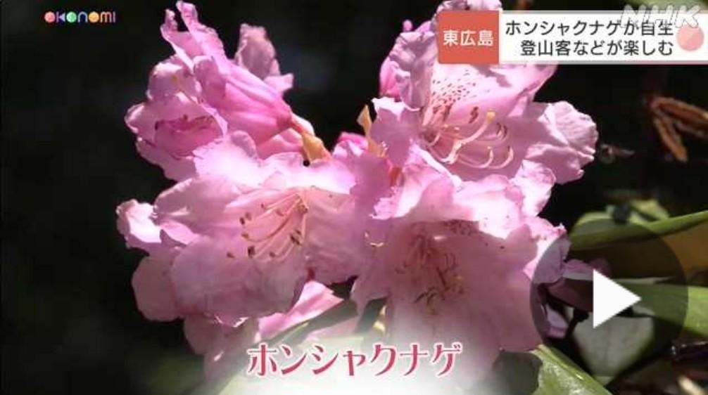 クロボヤのホンシャクナゲhttps://... / NOMさんのモーメント | YAMAP / ヤマップ