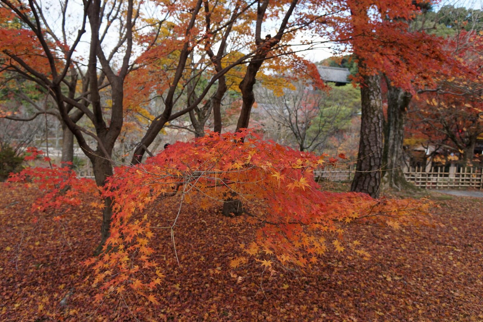稲荷山 東福寺 / sikaさんさんの大文字山・如意ヶ嶽・稲荷山の活動データ | YAMAP / ヤマップ