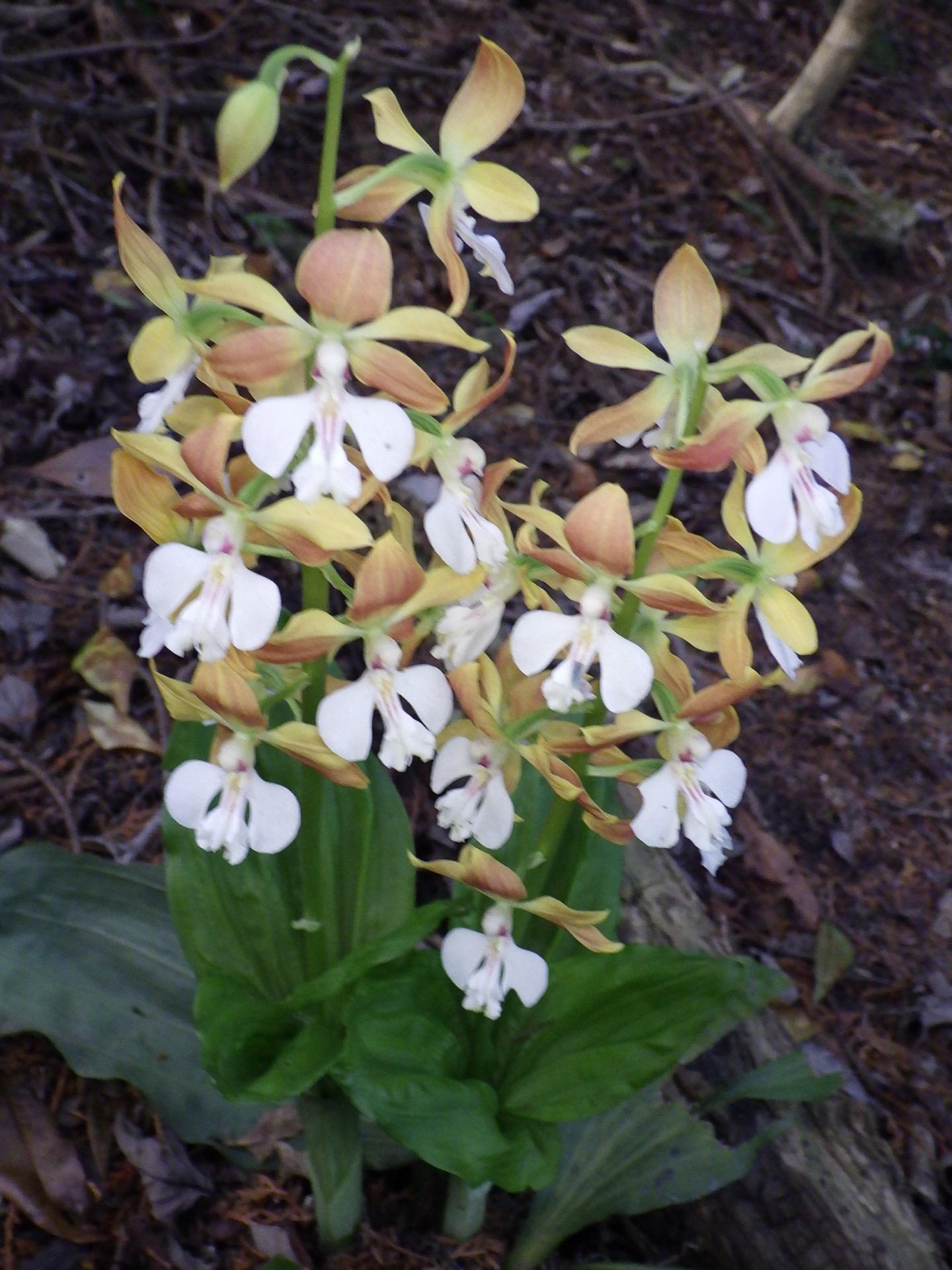 昨日、また エビネに会いに 大山へ 満開... / motomickyさんのモーメント | YAMAP / ヤマップ