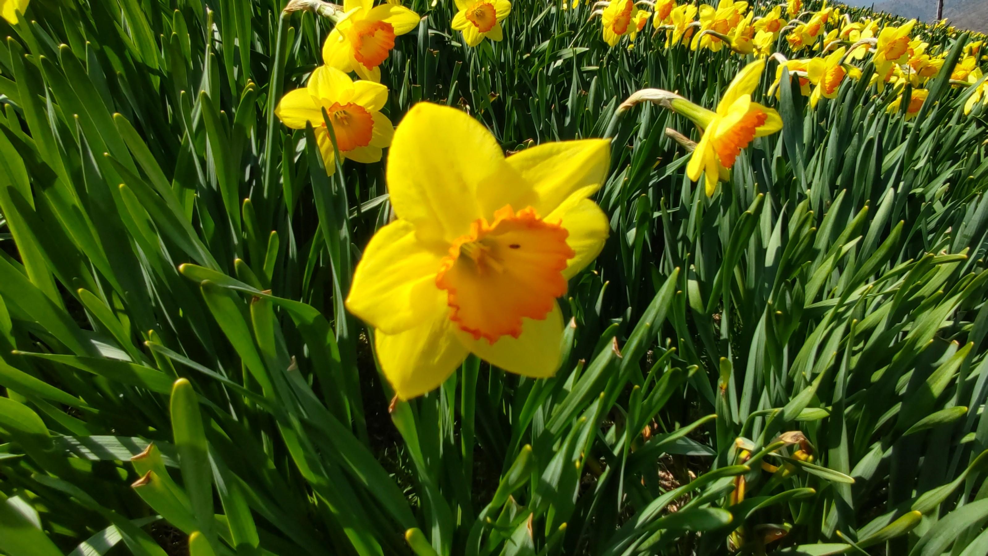 権現山～打見山 / あいきちさんの比良山地・武奈ヶ岳・釈迦岳の活動日記 | YAMAP / ヤマップ