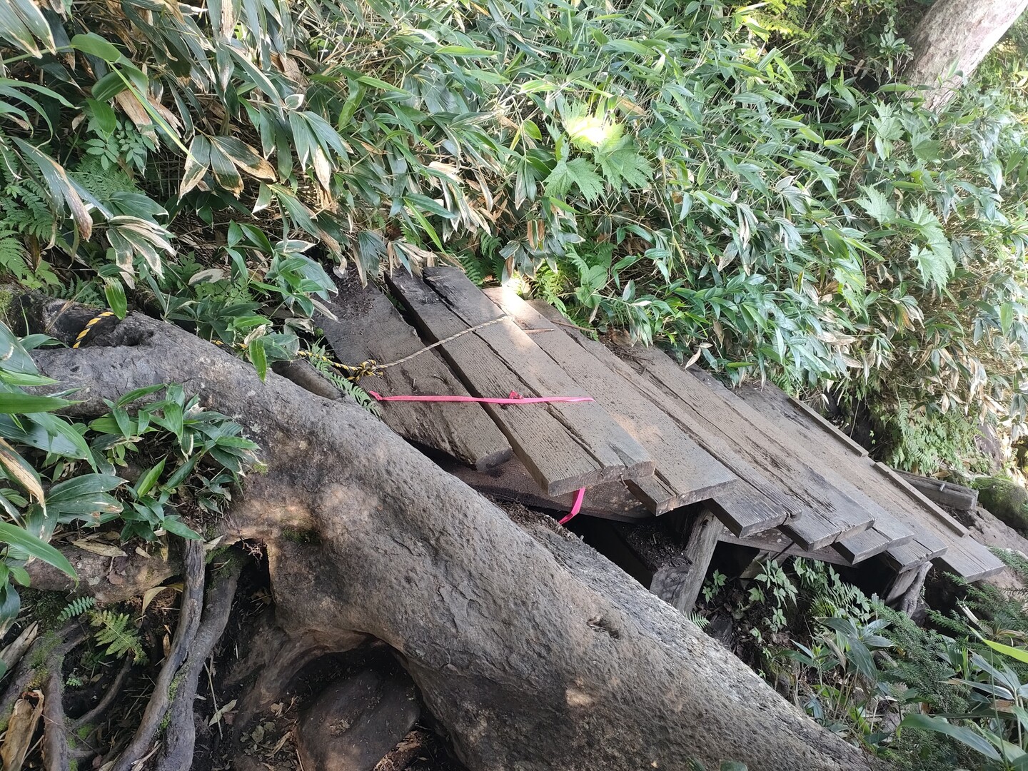 koiさんの投稿したフィールドメモ | YAMAP / ヤマップ