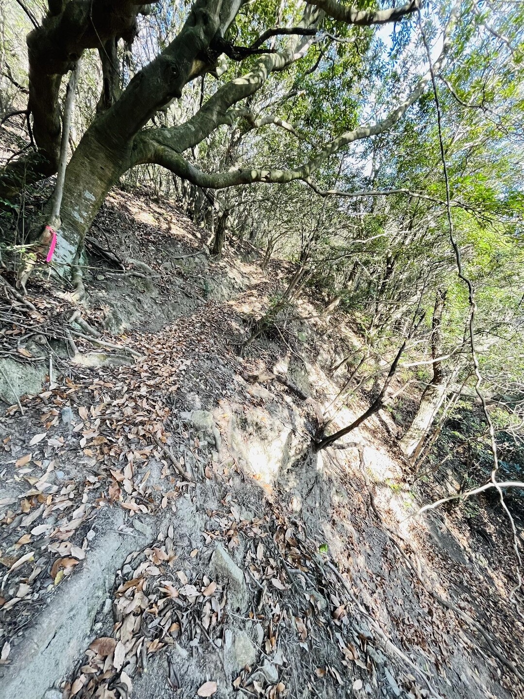 nekodakeさんの投稿したフィールドメモ | YAMAP / ヤマップ