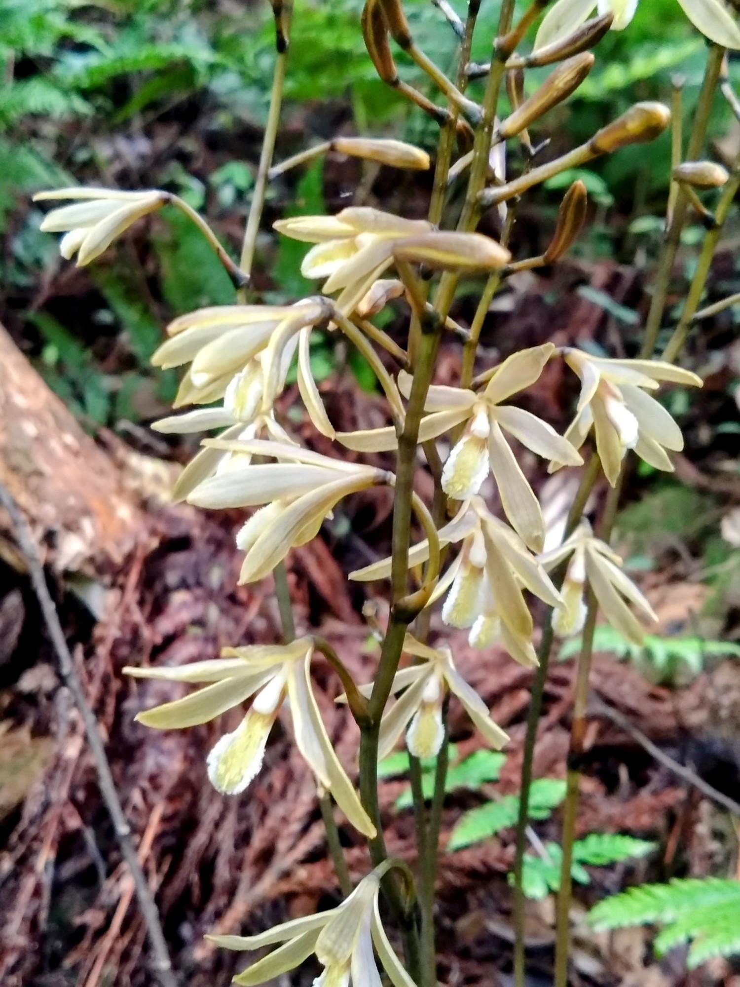 DOMO不要です ①②無葉蘭③④キンセイ... / 京極(ゴインキョ)さんのモーメント | YAMAP / ヤマップ