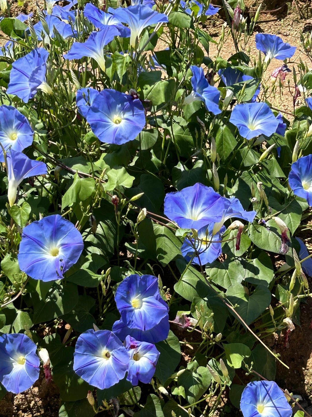 今日は朝顔畑 マリーゴールドを見て来まし... / のんこさんのモーメント | YAMAP / ヤマップ