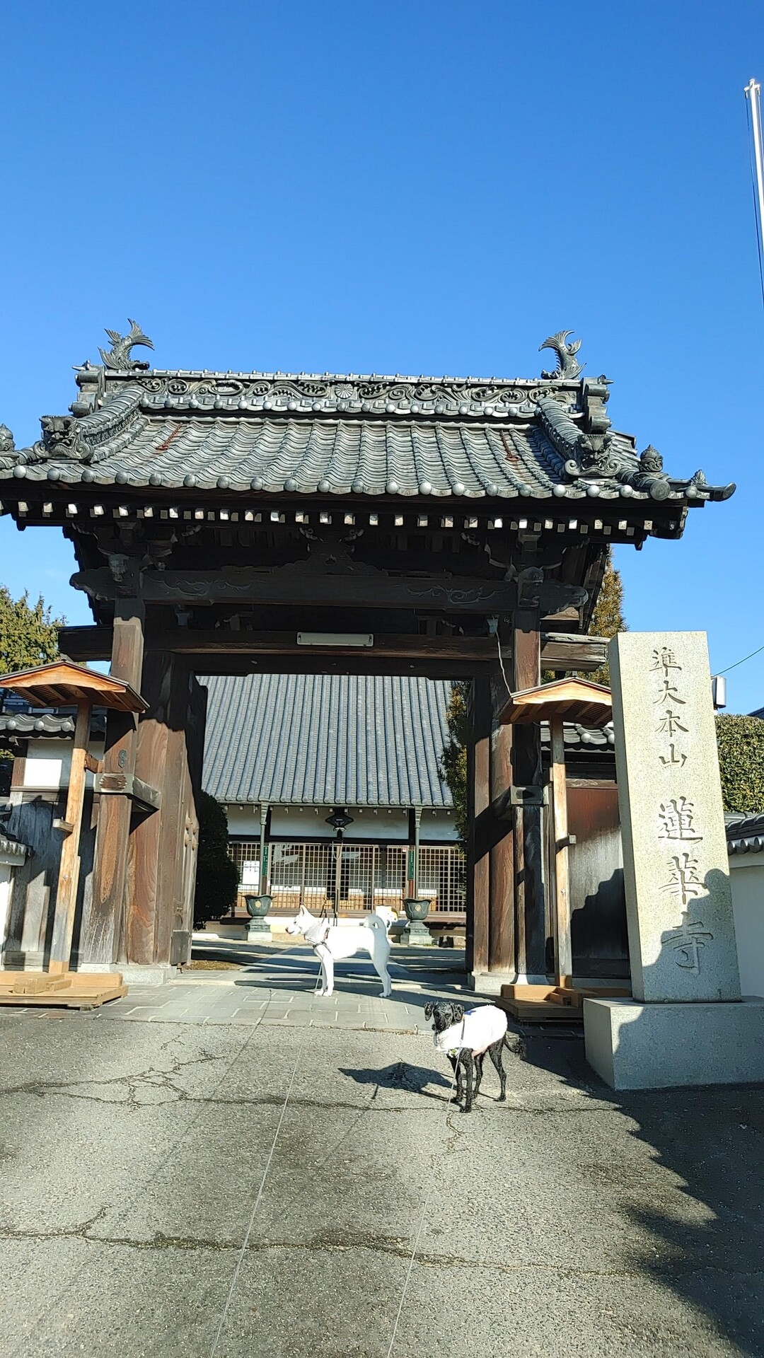 不要不急の外出🚕を控えて🐺🐩😊ご... / GHハコさんのモーメント | YAMAP / ヤマップ