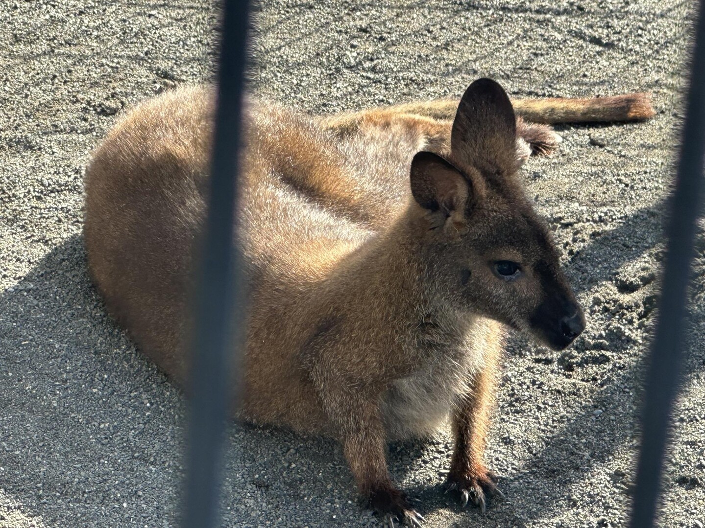 LA SPORTIVAのTX5 GTXを... / 黒い雌鶏さんのモーメント | YAMAP / ヤマップ